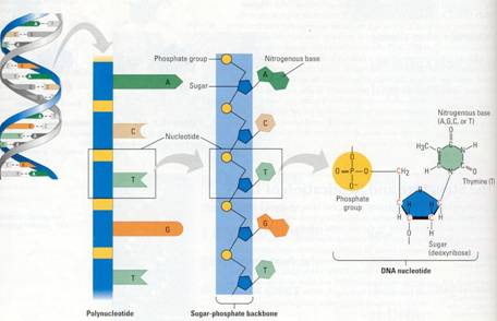 Polynucleotide Strand